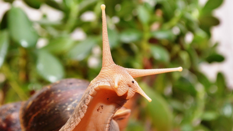 Giant African land snails have invaded a town in Florida! - CBBC Newsround