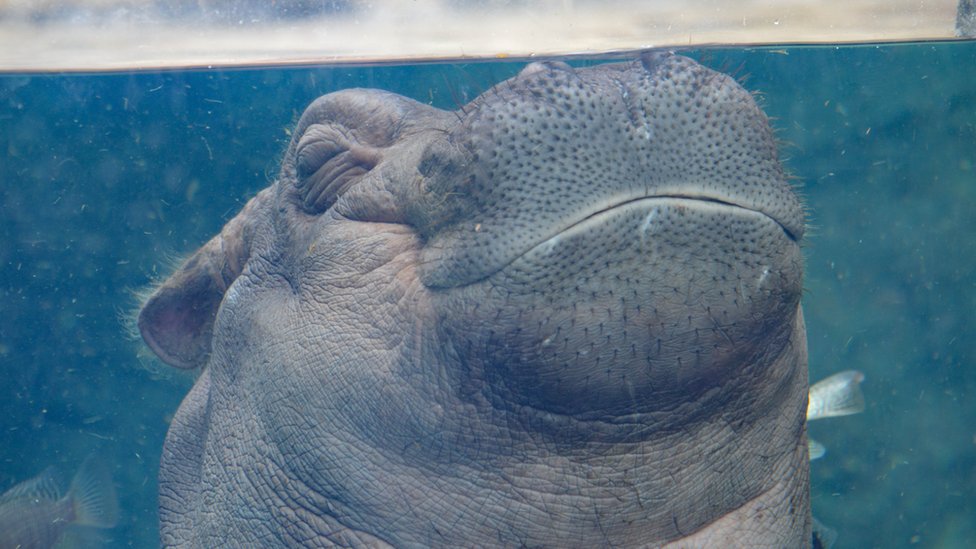 Happy Hippo Birthday! Cute animals to celebrate Fiona the hippo's birthday. - CBBC Newsround