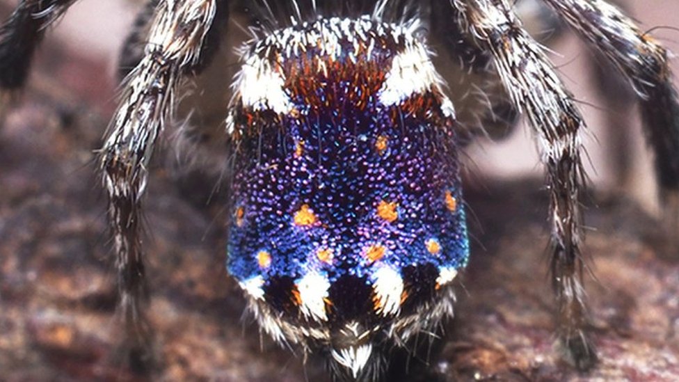 New peacock spider species discovered in Australia - CBBC Newsround