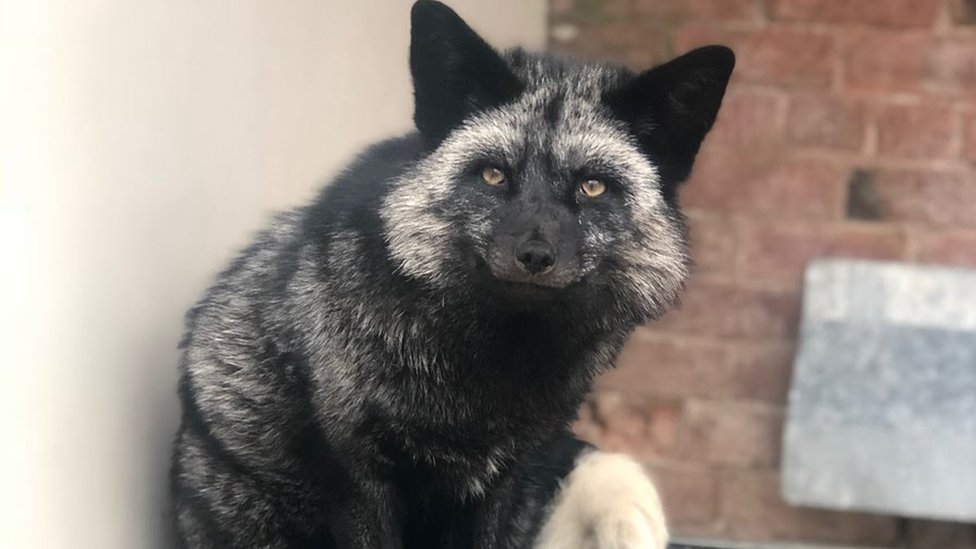 Silver fox found roaming in garden in Alsager - BBC News