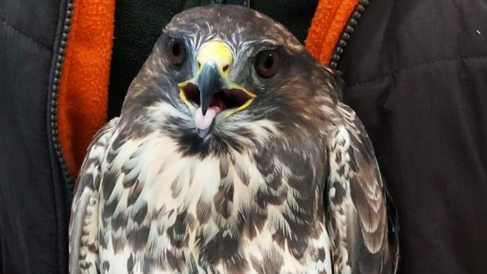 'Lucky' buzzard rescued from lorry air vent in Suffolk - BBC News