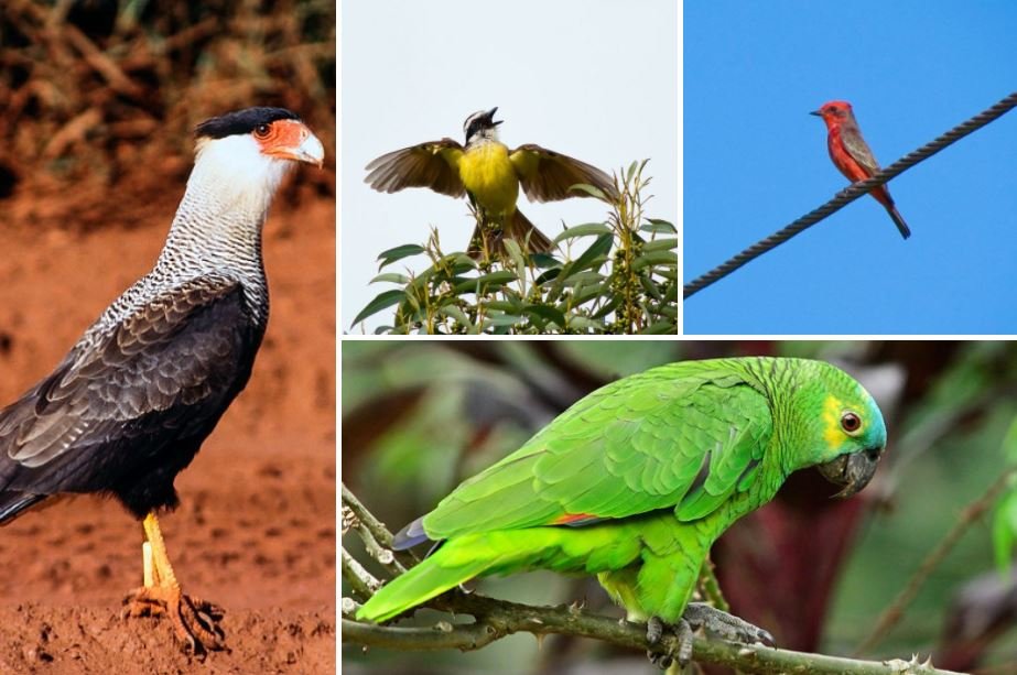 Nomes De Passaros Da Floresta Tropical