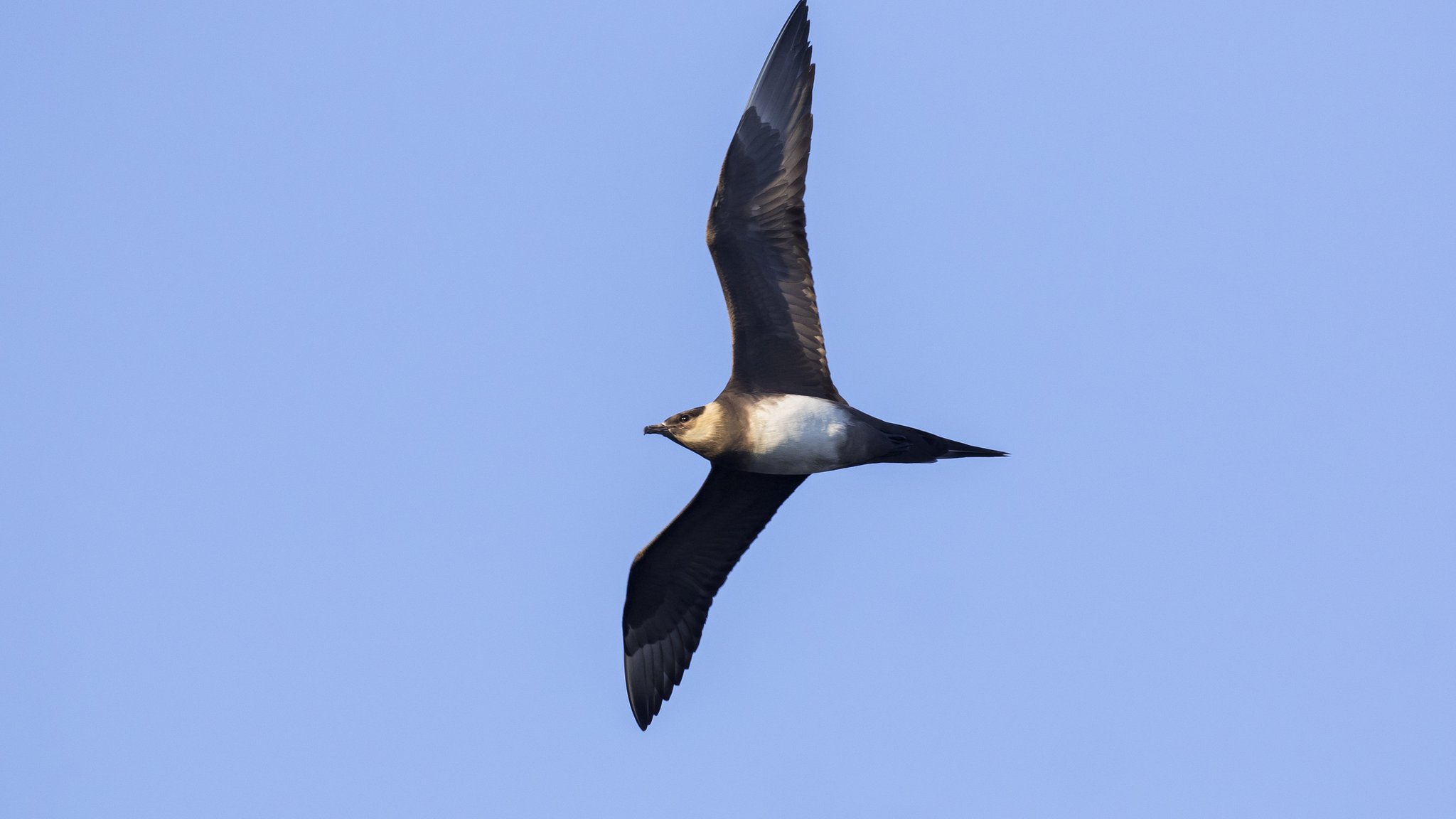 Scientists have been studying how far birds fly and have found some ...