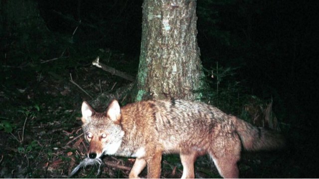 US five-year-old girl chased by coyote in front garden - BBC News