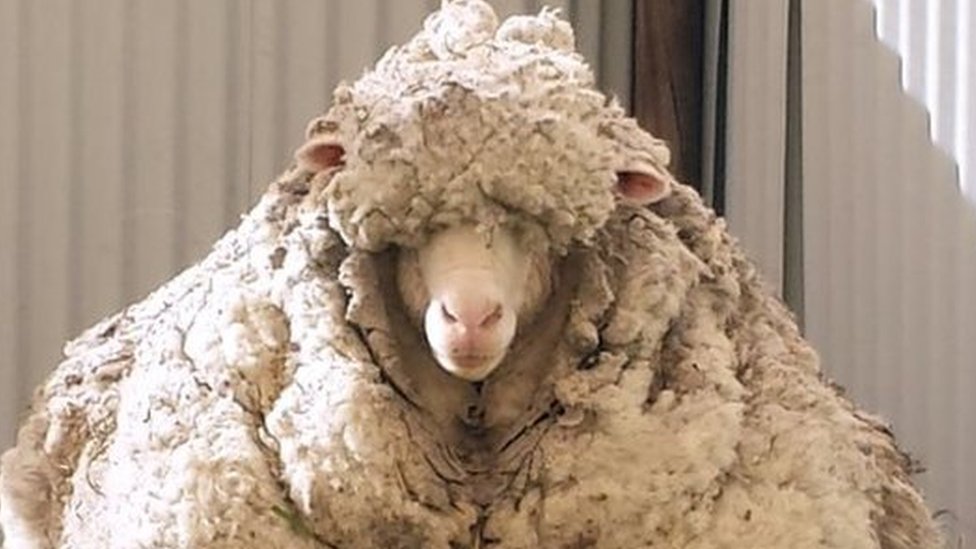 Overgrown Australian sheep Chris 'breaks world record' - CBBC Newsround