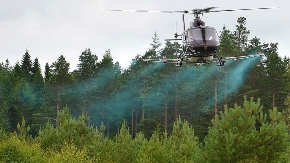 Food dye to be sprayed on forest near Inverness - BBC News