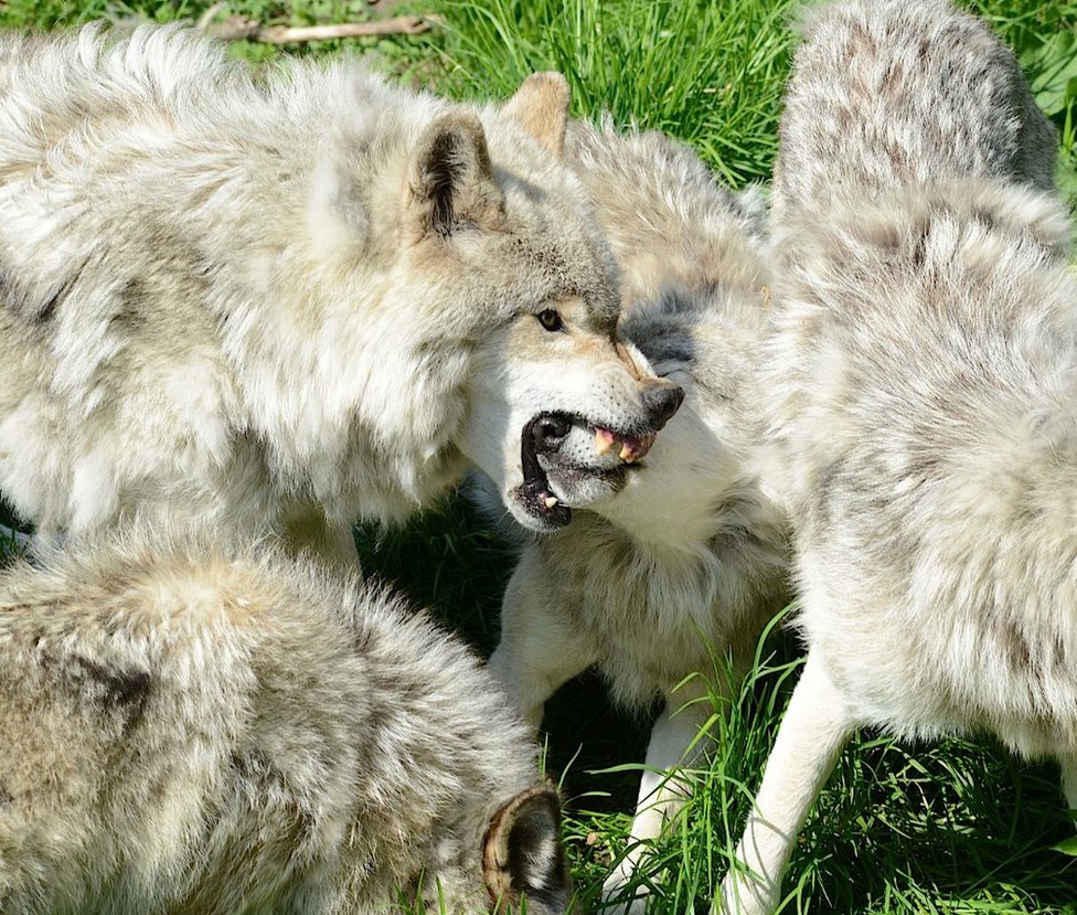 Your pictures: Conversation - BBC News