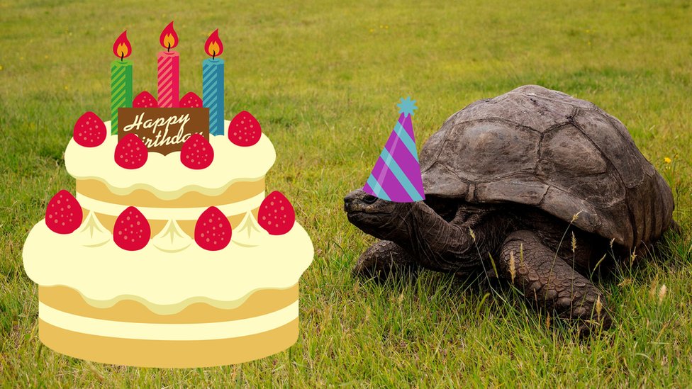 World's oldest tortoise: Jonathan to get three-day party - CBBC Newsround