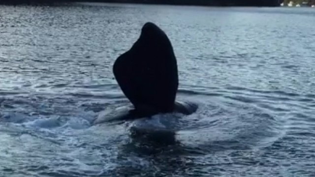What is a beached whale and why do whales beach themselves? - BBC Newsround