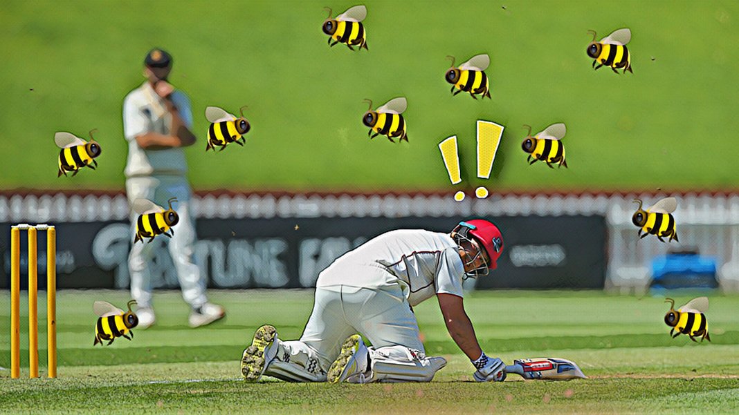 Bees invade cricket pitch and other animal pitch invasions - CBBC Newsround