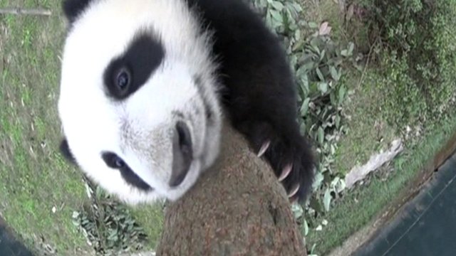 The baby panda's cute attempt to try and roll over - BBC Newsround
