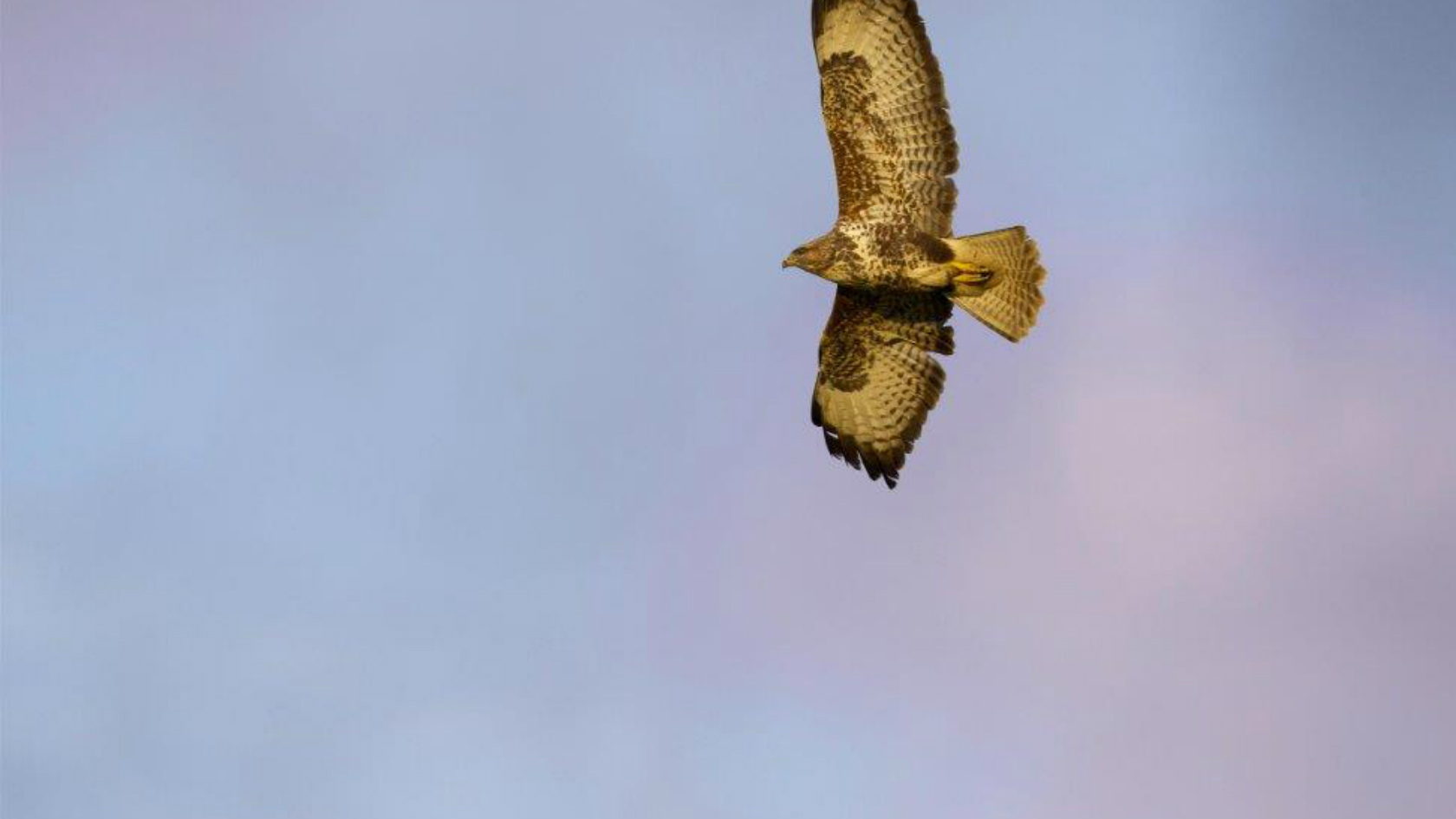 BBC Local Live: Beds, Herts & Bucks on Thursday 20 August 2015 - BBC News