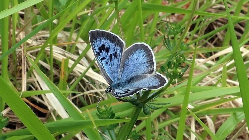 The World Rare Blue Butterflies