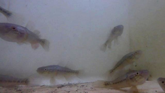 Zika: Can fish help stop the spread of the virus? - BBC News