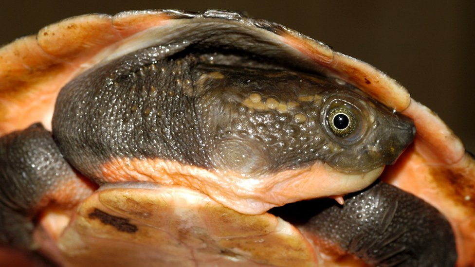 New species of freshwater turtle found in Papua New Guinea - CBBC Newsround