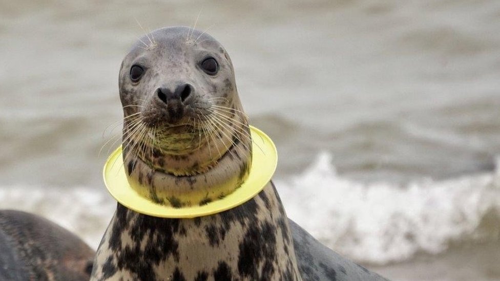 Ring frisbees banned on Norfolk beaches to protect seals - CBBC Newsround