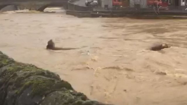 River Teviot about to burst its banks - BBC News