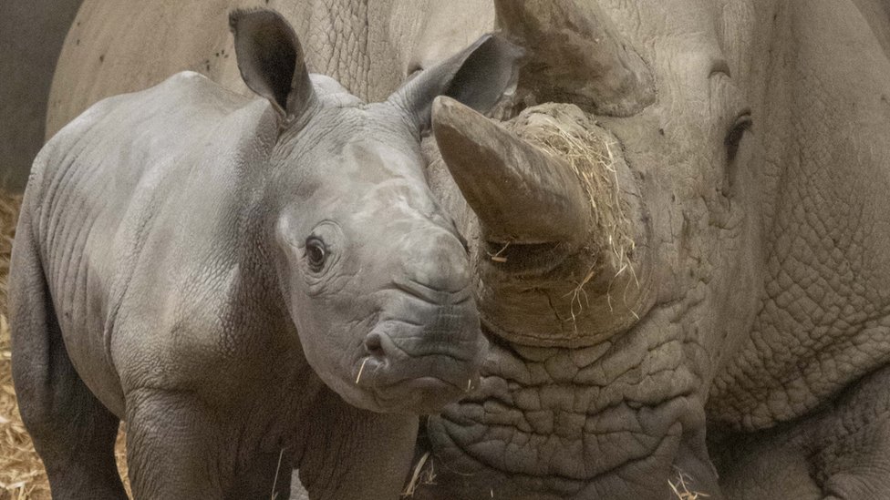 Rare white rhinoceros birth is 'a happy turn of events' - CBBC Newsround