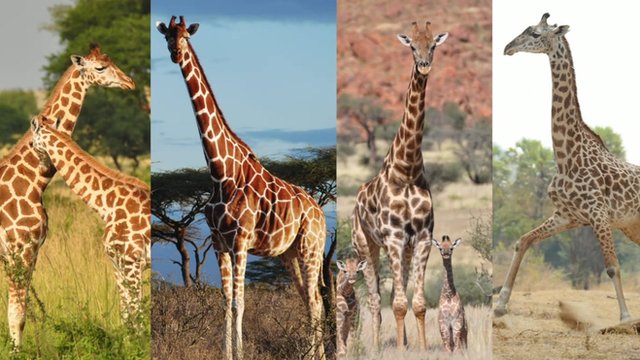 Study reveals there are four types of giraffe - BBC Newsround
