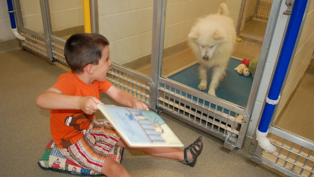 Children's stories help dogs relax at US kennels - CBBC Newsround