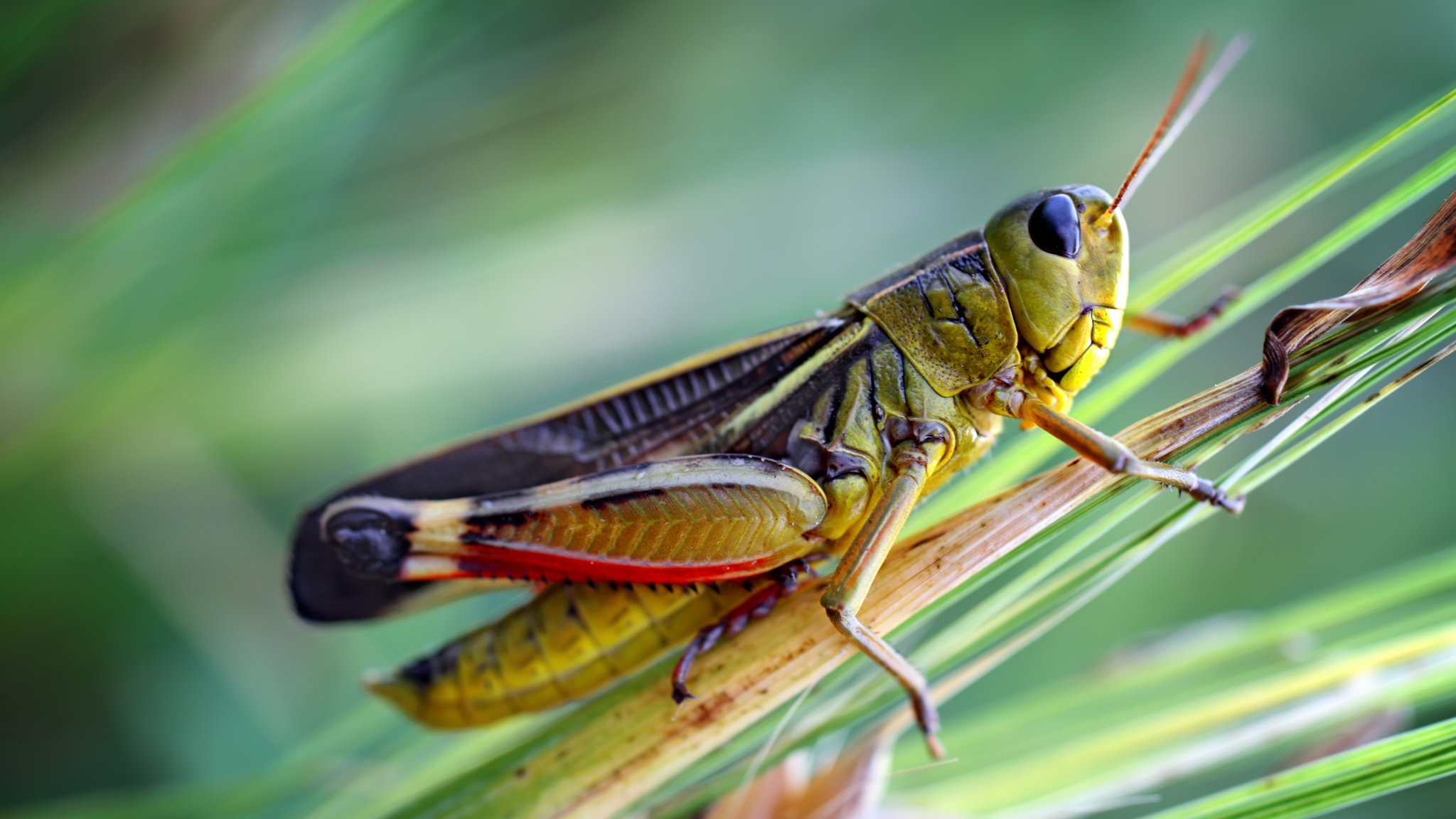 Grasshopper Eating Bugs
