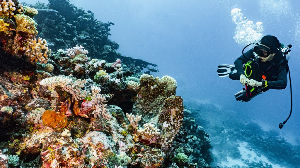 Great Barrier Reef: Record high coral cover on parts of world's largest ...