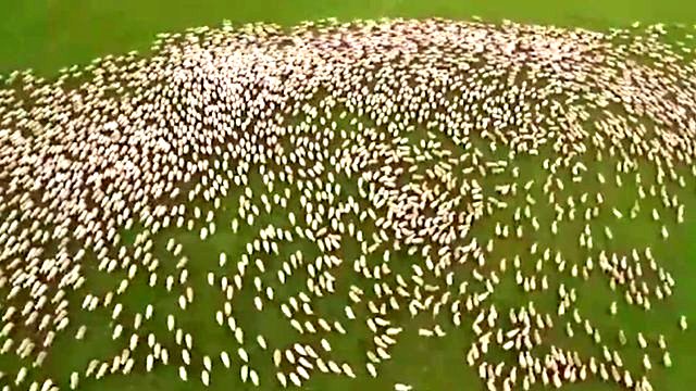 Birds-eye view of sheep looking like a flock of birds - BBC News