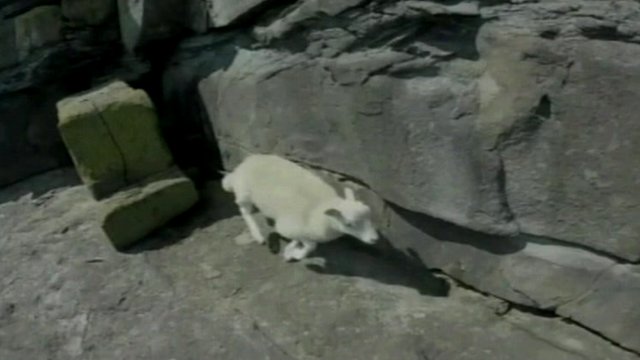 Stranded sheep in cliff edge rescue in Abersoch - BBC News