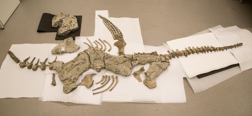 Plesiosaur 'sea monster' bones put back together - BBC News