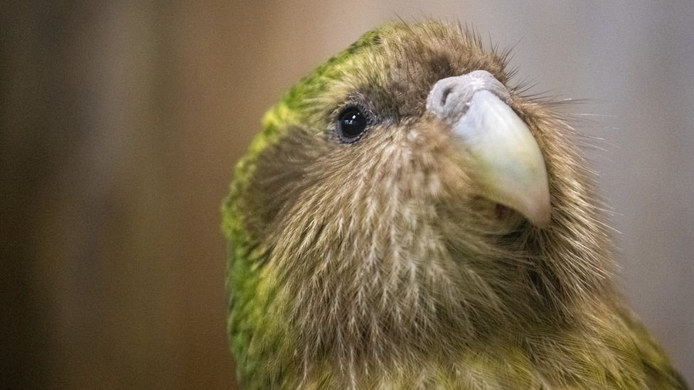 Bird of the year: The kākāpō has been banned from the competition ...