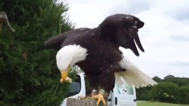 Bald eagle: how two Canadians saved eagle caught in trap - BBC News