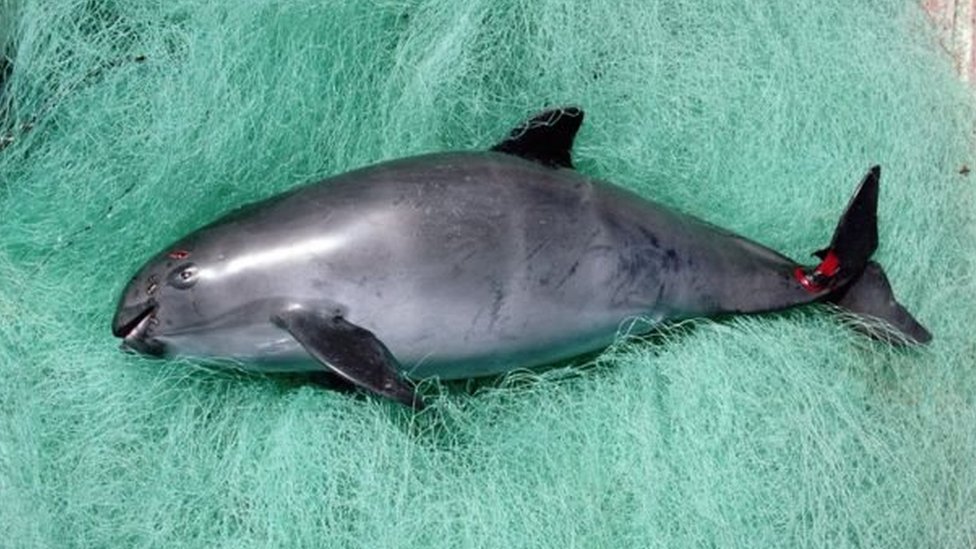 Vaca Voladora Y Delfín Conocé A Las Toninas, Los Delfines Más