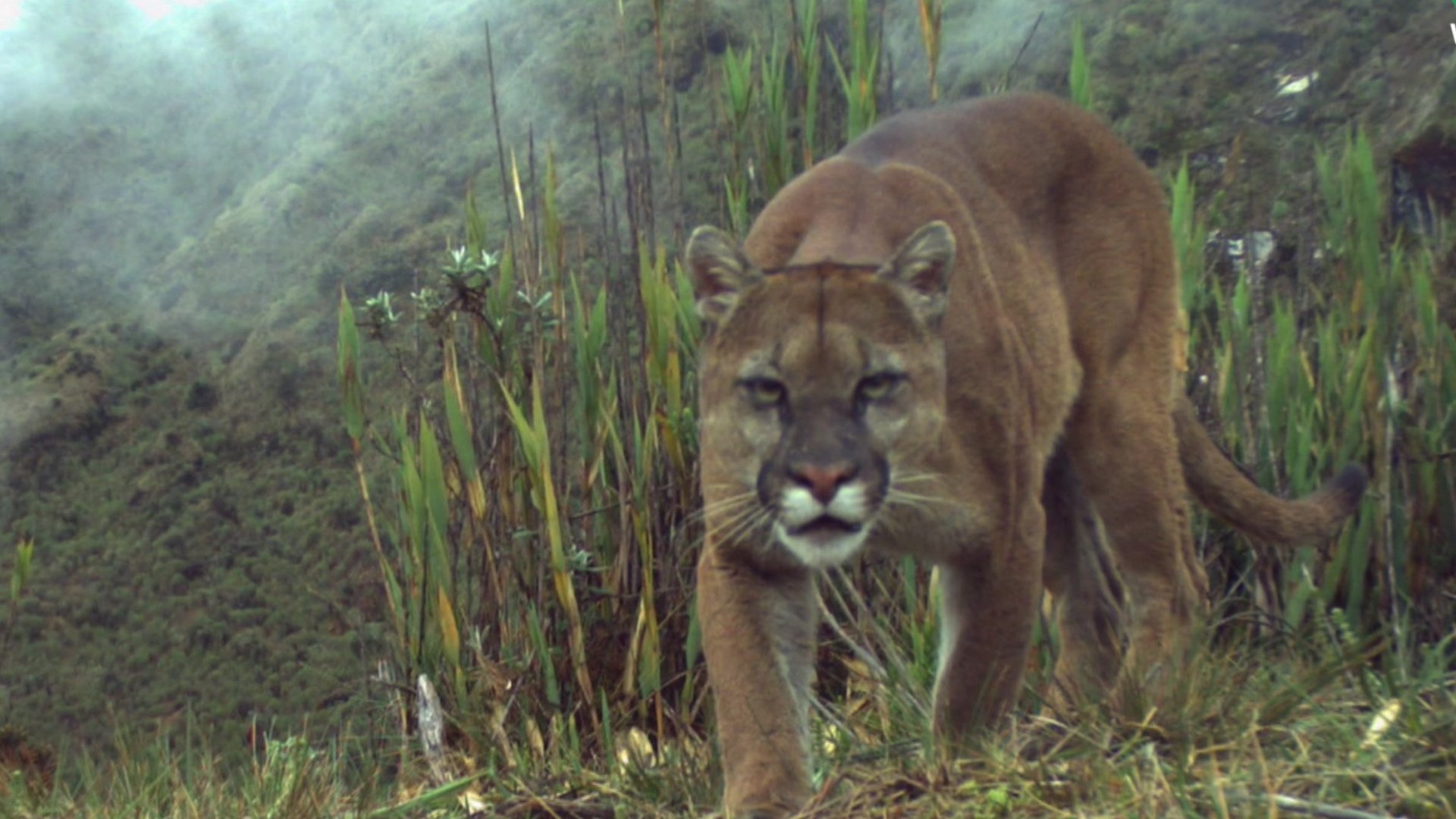 Scientists gather largest EVER photo database of Amazon wildlife - CBBC ...