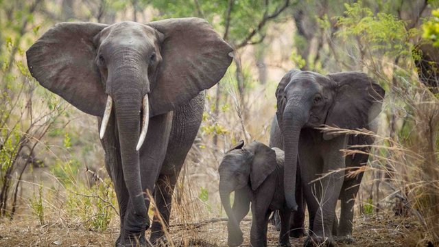 Elephants could be extinct in parts of Africa in 10 years, warns Tusk ...