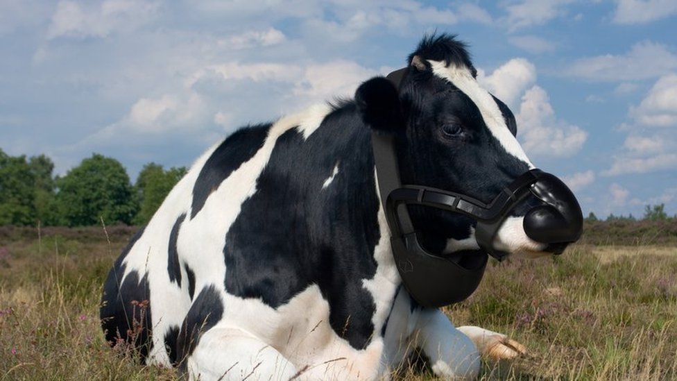 Could a mask for cows help tackle global warming? - CBBC Newsround