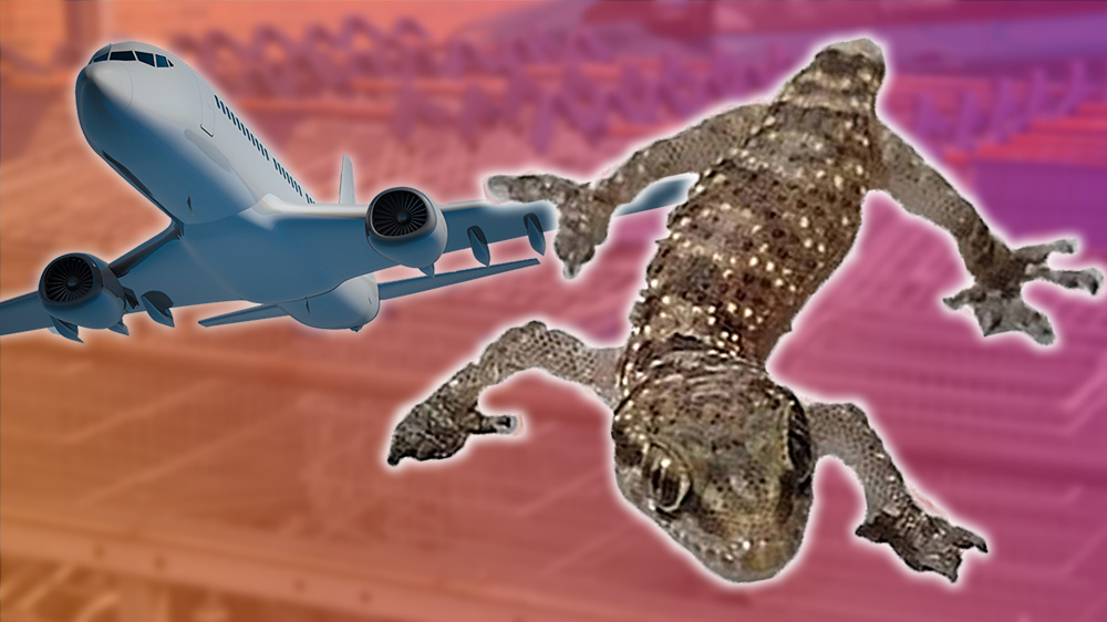 Egyptian gecko flies from Egypt to Manchester in strawberry box - CBBC ...