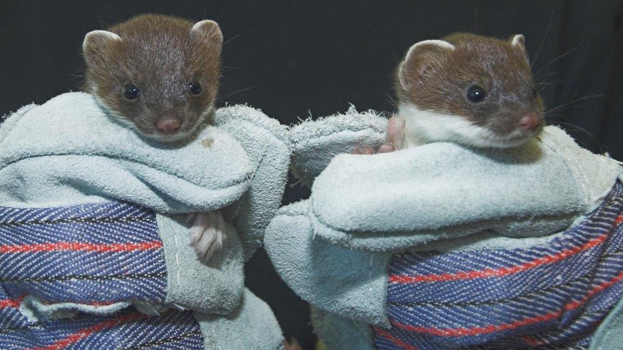 Orphaned stoats rescued and named after Friends stars - BBC News
