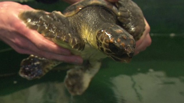This rare turtle washed up on a Welsh beach - BBC Newsround