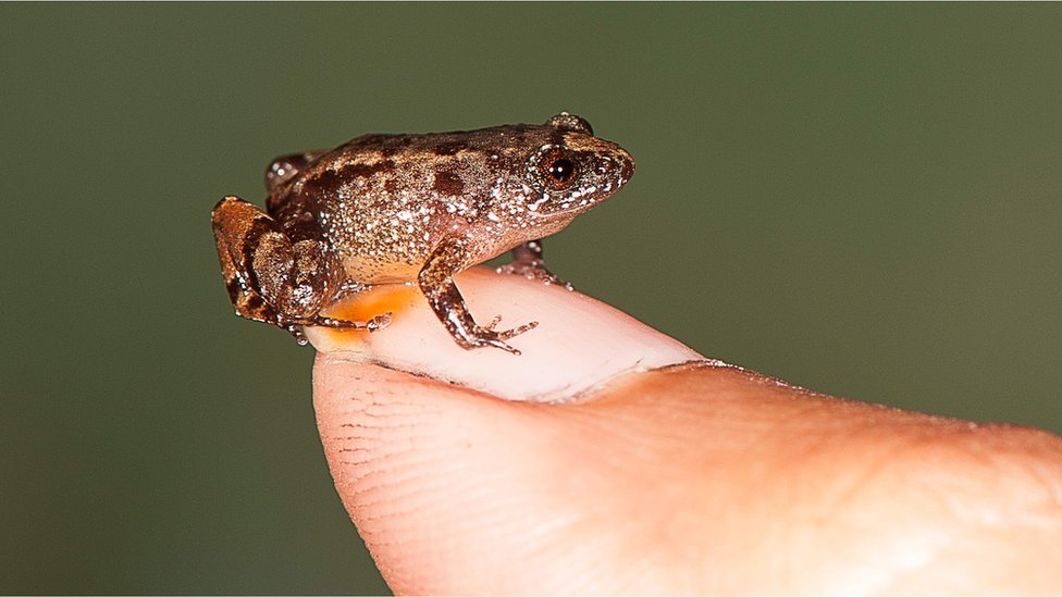 Newly discovered finger-nail sized night frogs - CBBC Newsround