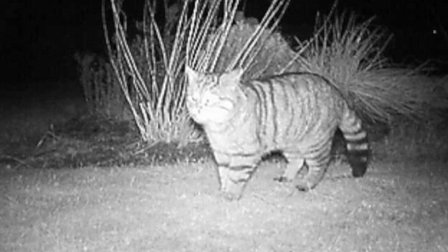 Enormous, rare wildcat caught on camera - BBC Newsround