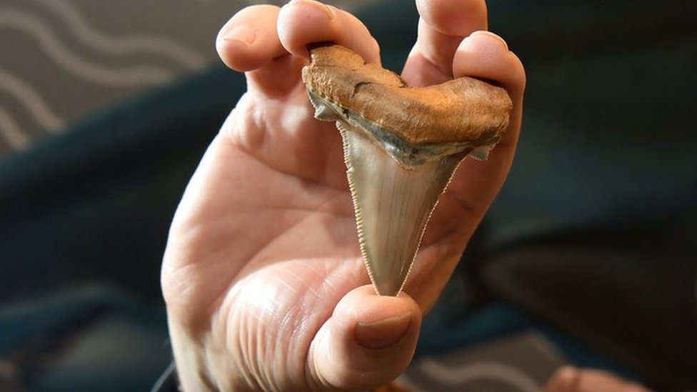 Prehistoric mega-shark teeth found on Australian beach - CBBC Newsround