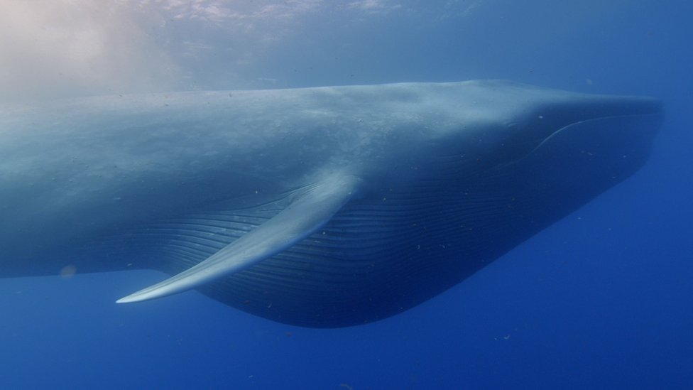 How blue whales became so big - CBBC Newsround
