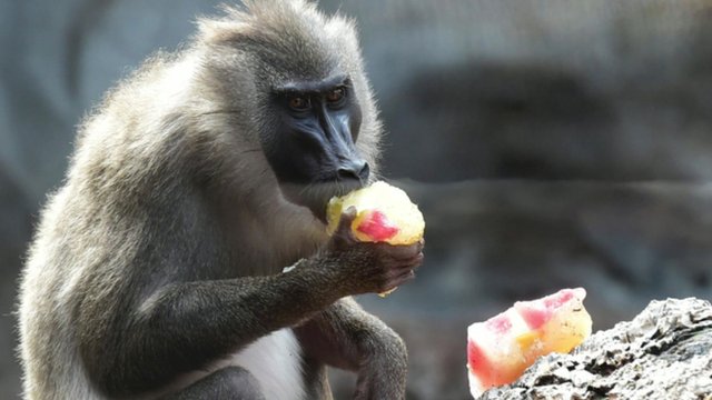 Bold baboons in backstroke break-in - BBC Newsround