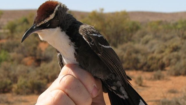 Babbler bird prompt call - BBC News