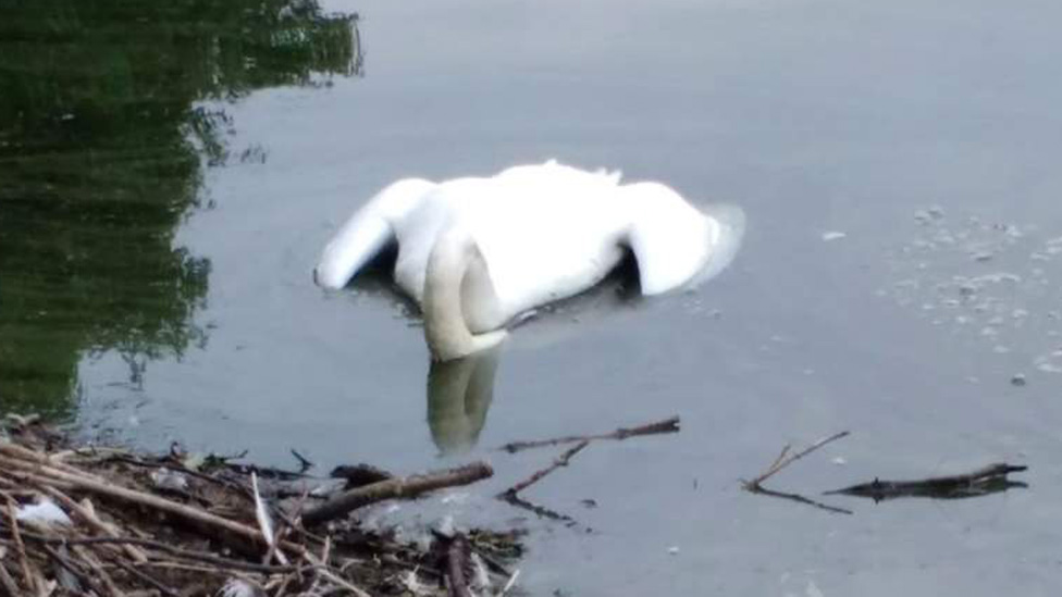 Avian botulism kills 30 swans in South Yorkshire - BBC News