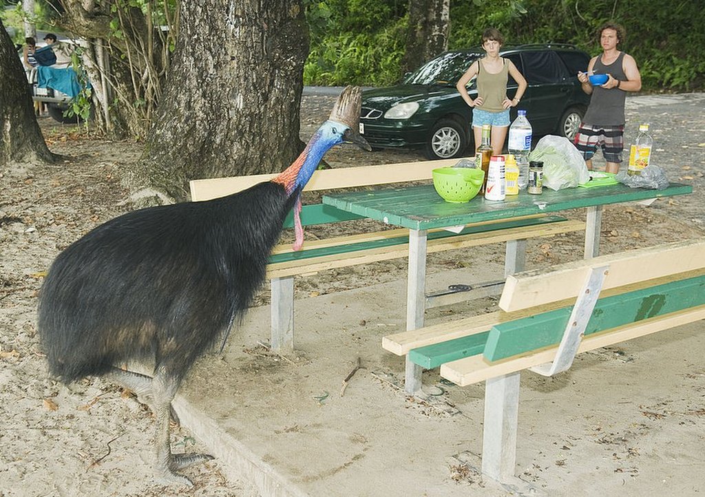 Burung Kasuari Adalah