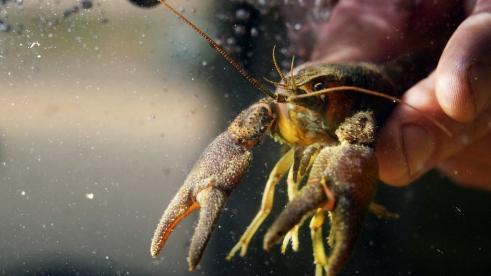 Why crayfish are getting their own Noah's 'ark' - CBBC Newsround