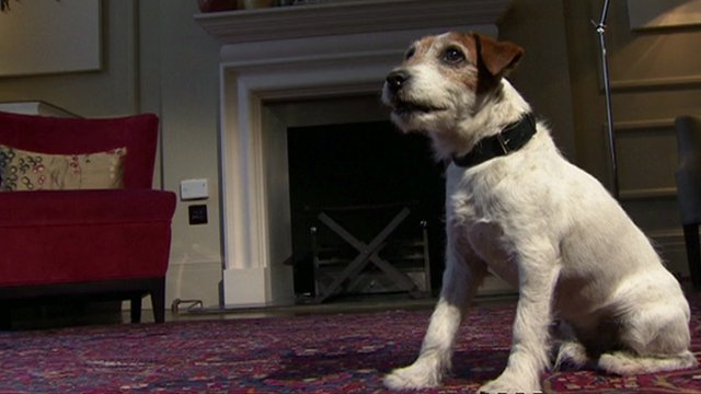 'The Artist' dog Uggie dies - BBC News