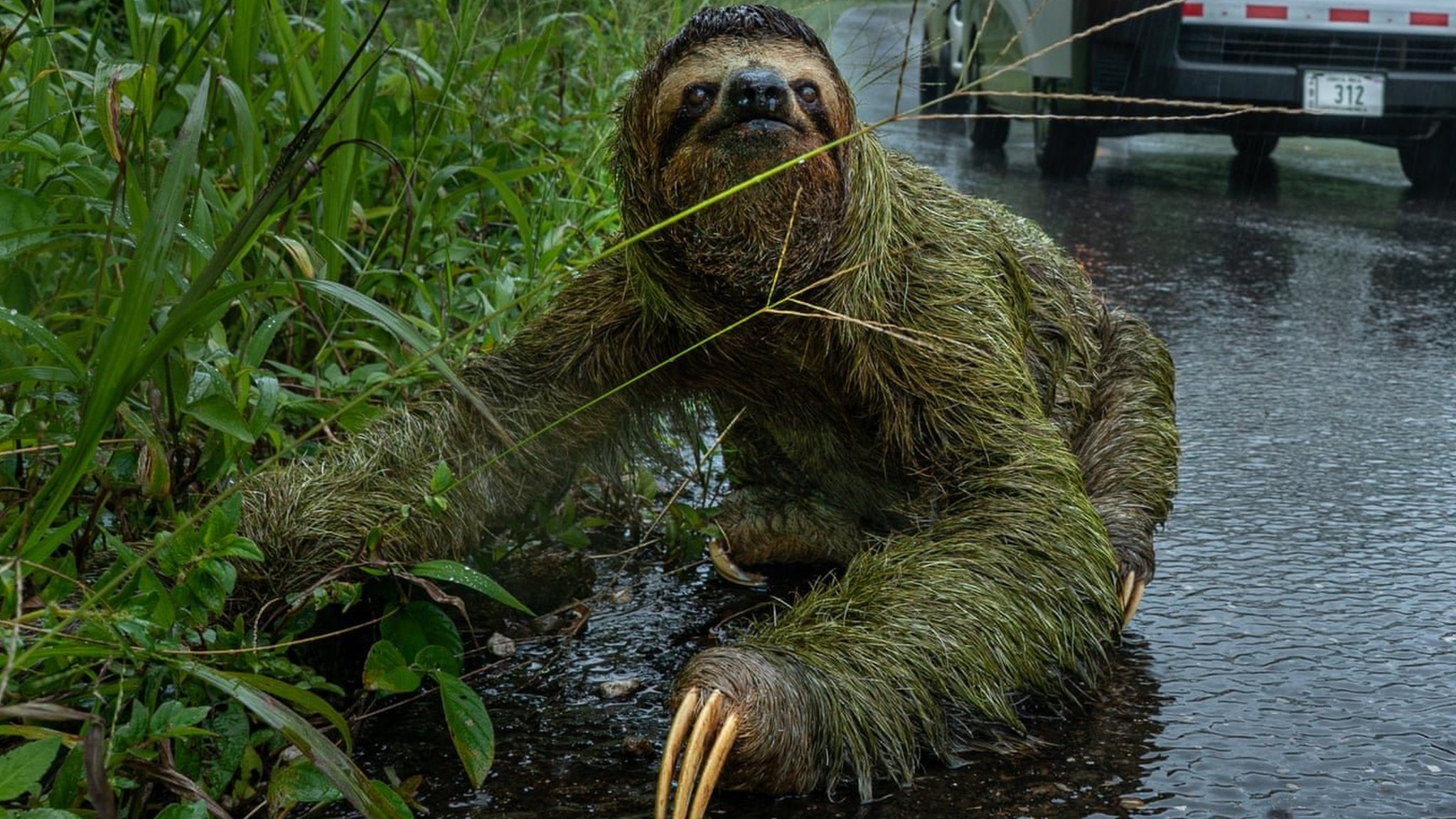 British Ecological Society Photography Awards 2019: Amazing award ...