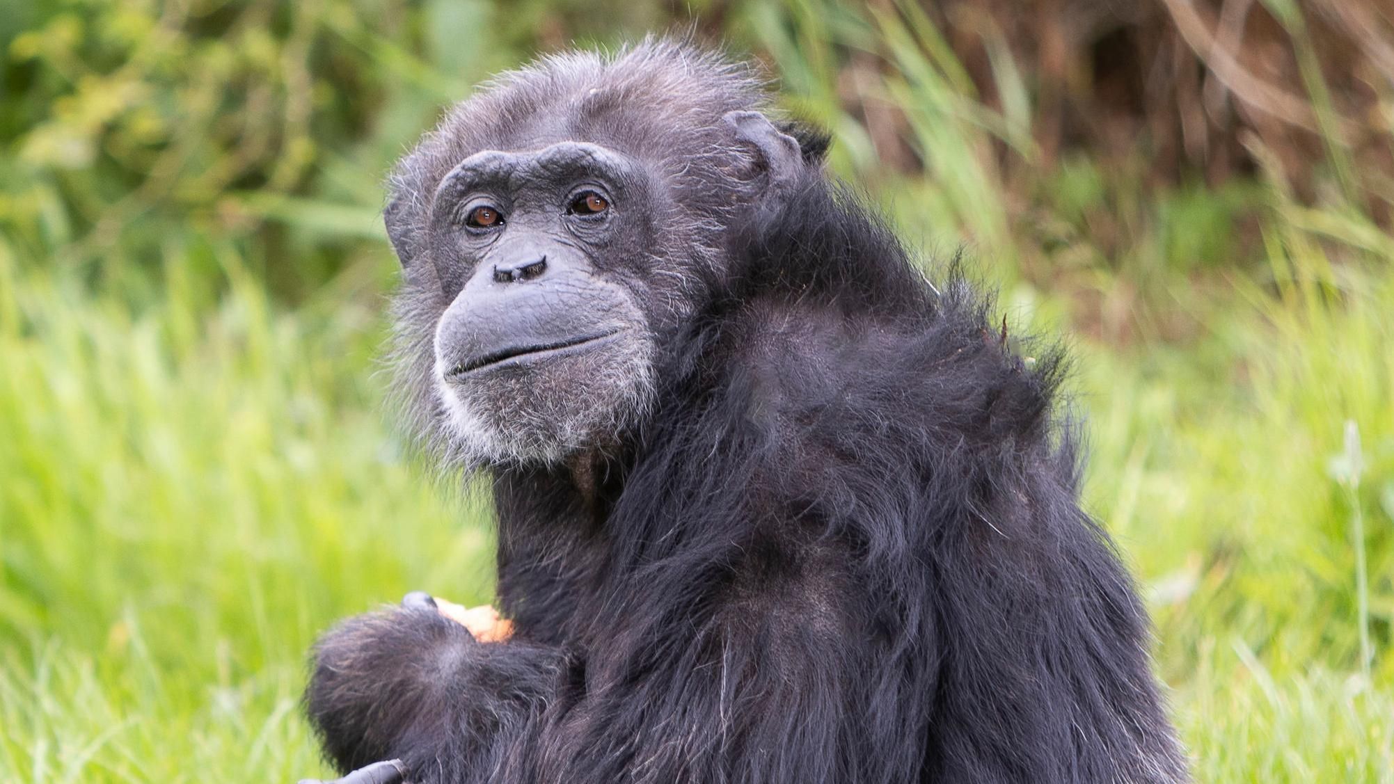 Chimpanzee Walk London